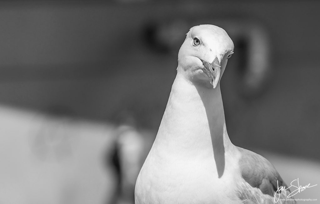 BW Seagull Spring Riga Latvia by Jon Shore May 2019 72dpi-6921 ...