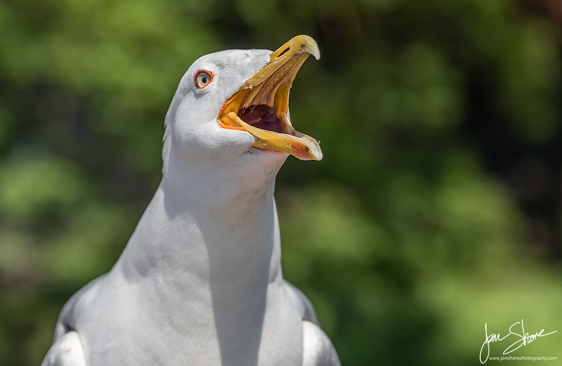 Seagull Spring Riga Latvia by Jon Shore May 2019 72dpi-6960 ...